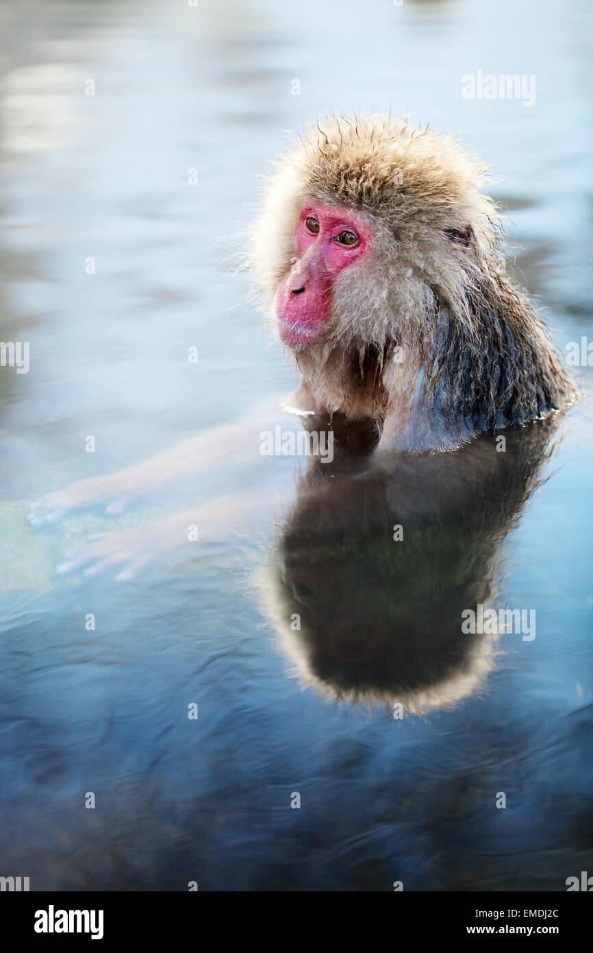 Snow Monkey Snow Monkeys Stock Photo - Alamy