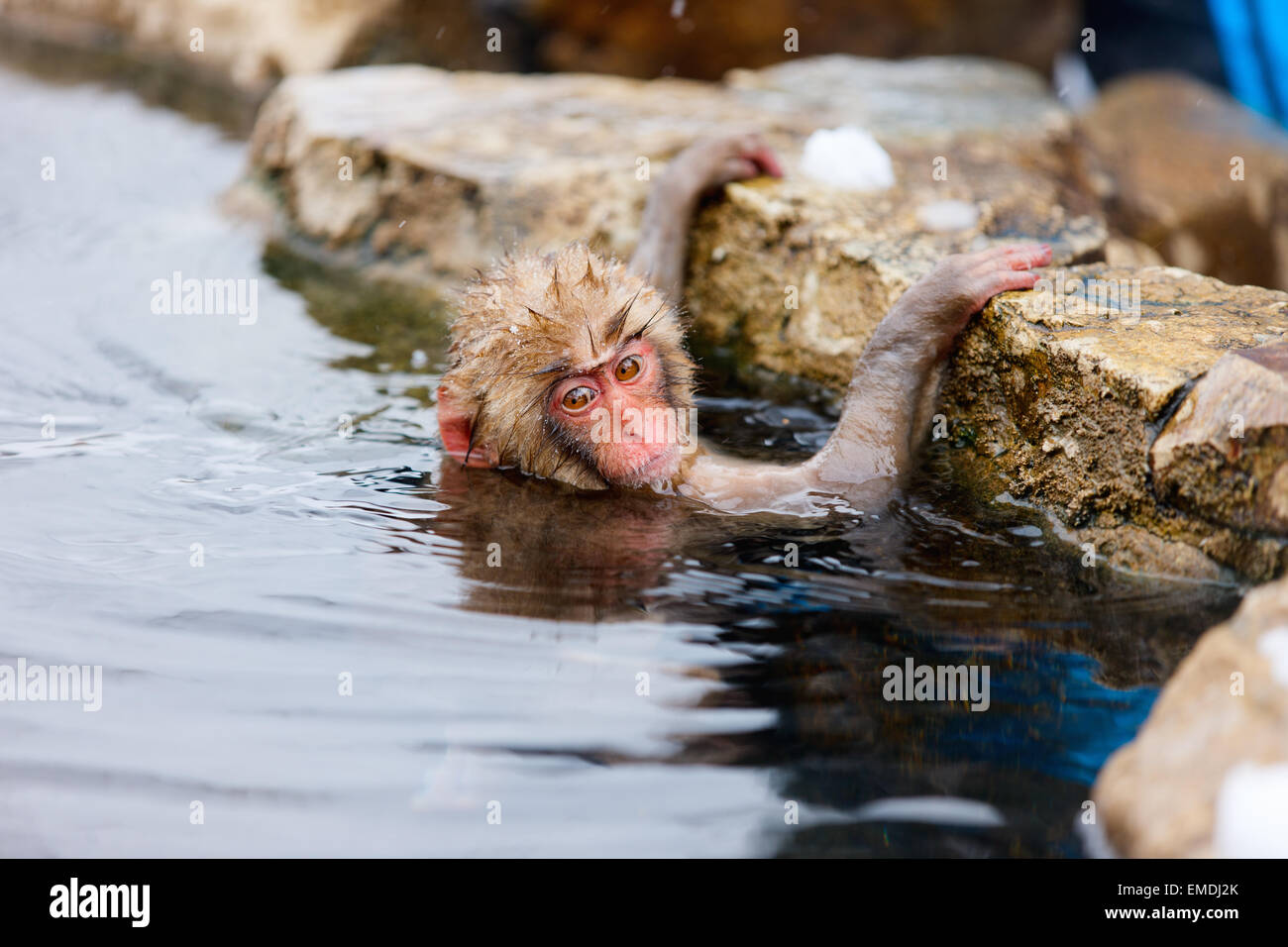 Bathing monkeys hi-res stock photography and images - Alamy