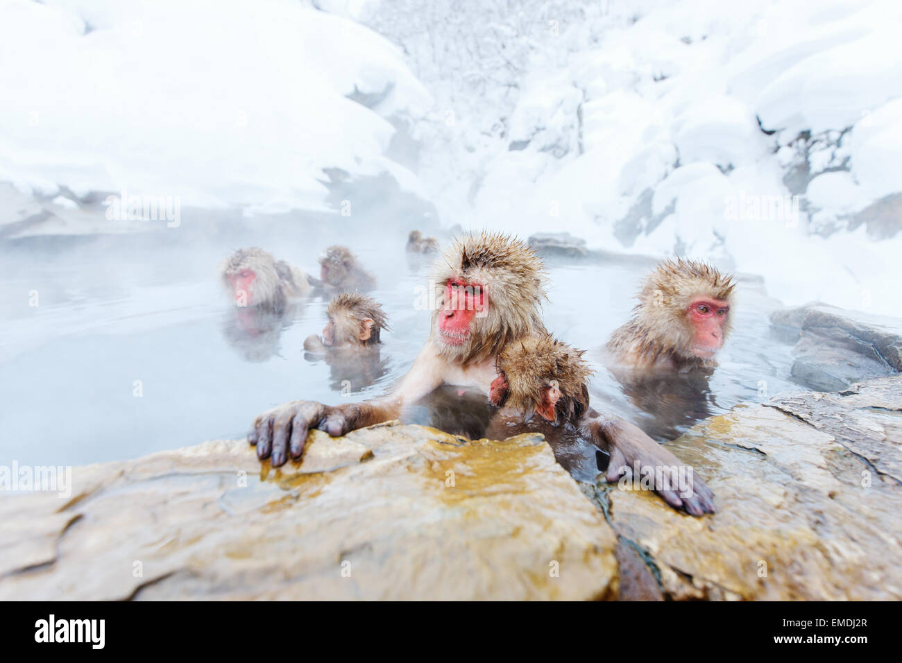 Snow monkeys onsen hi-res stock photography and images - Alamy
