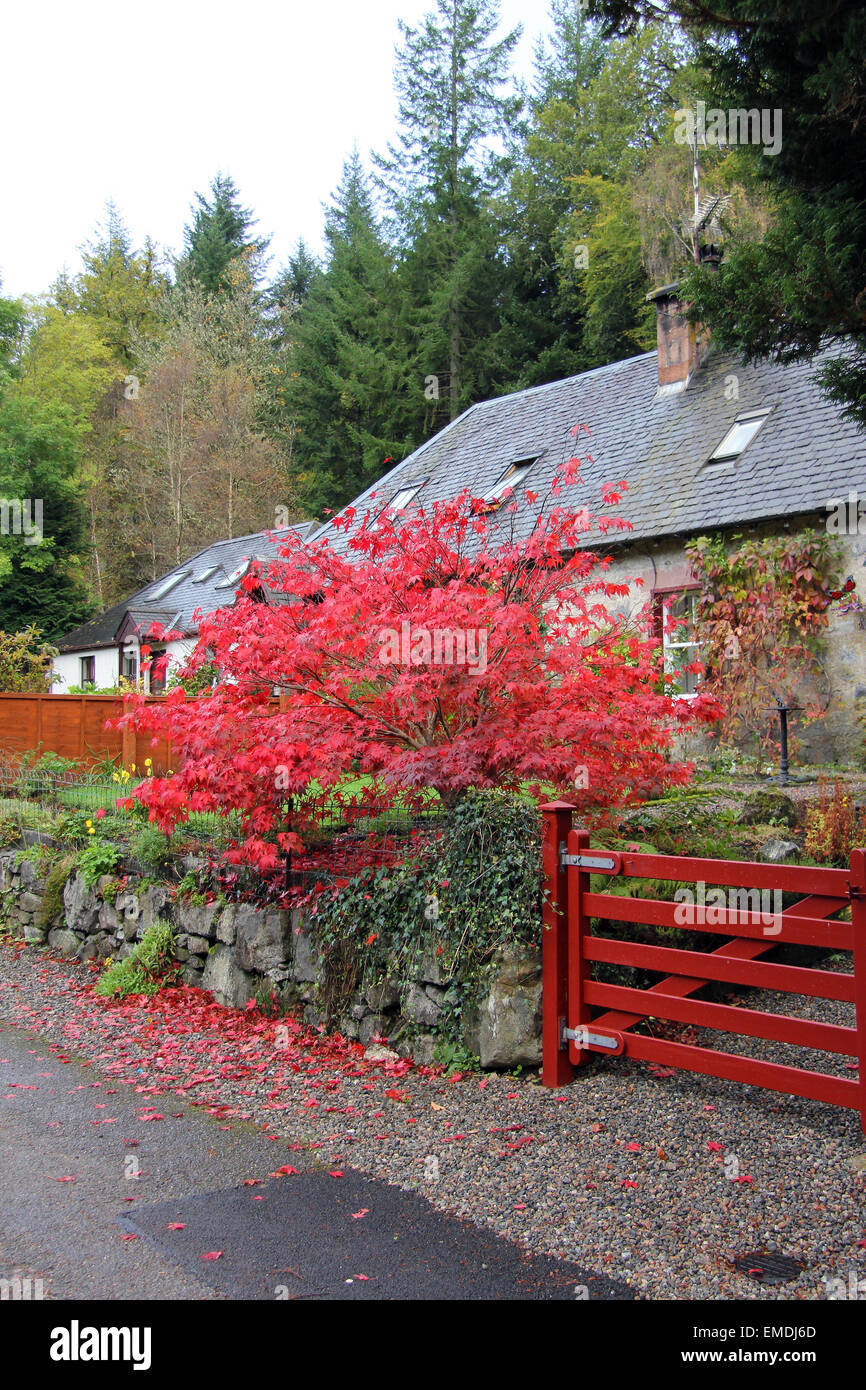 House and tree with red leaves Stock Photo - Alamy