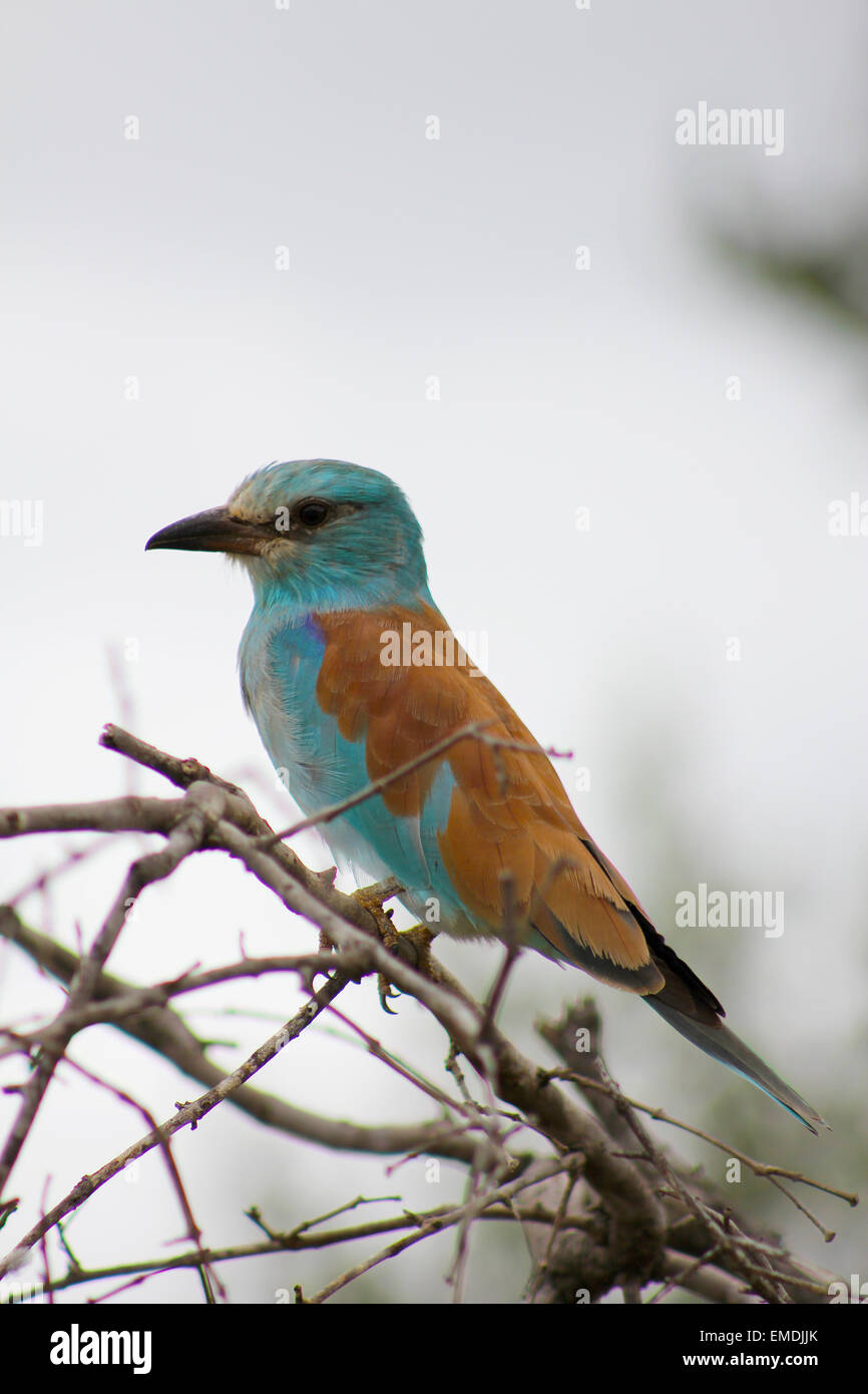 Blue bird Africa Stock Photo - Alamy