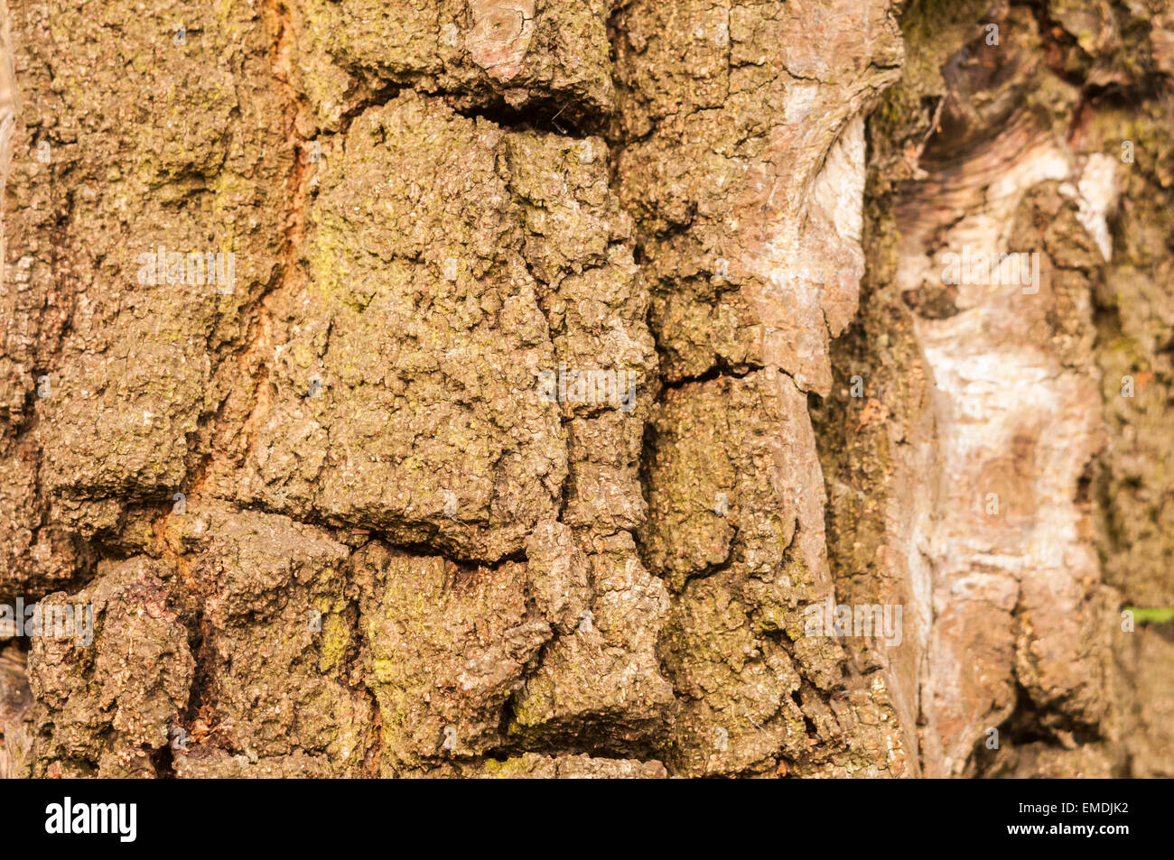 Silver birch tree algae hi-res stock photography and images - Alamy