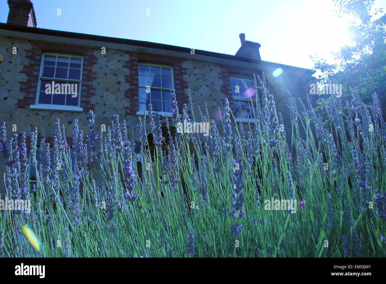 Lavender garden house hi-res stock photography and images - Alamy