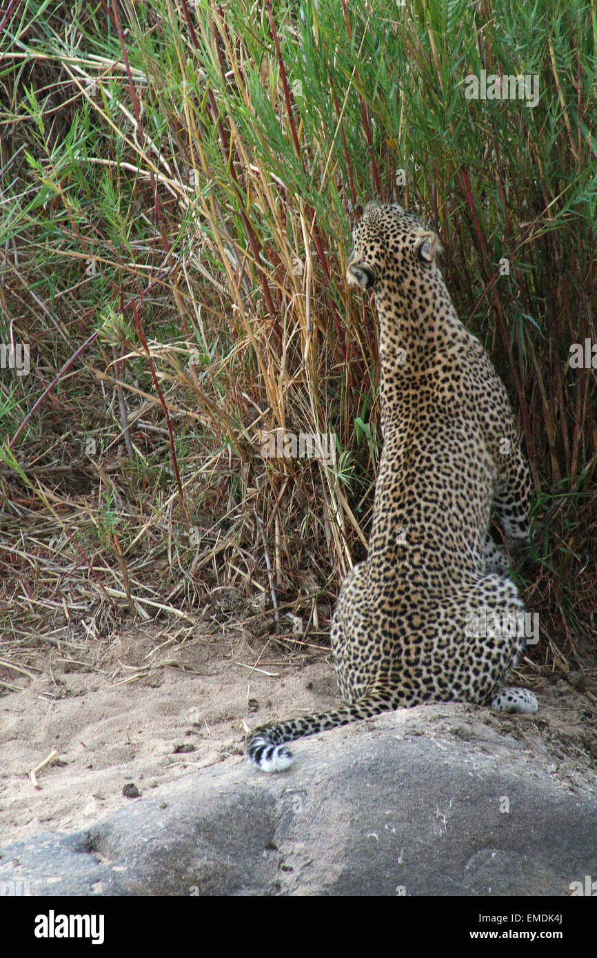 Leopard in reeds Africa Stock Photo - Alamy