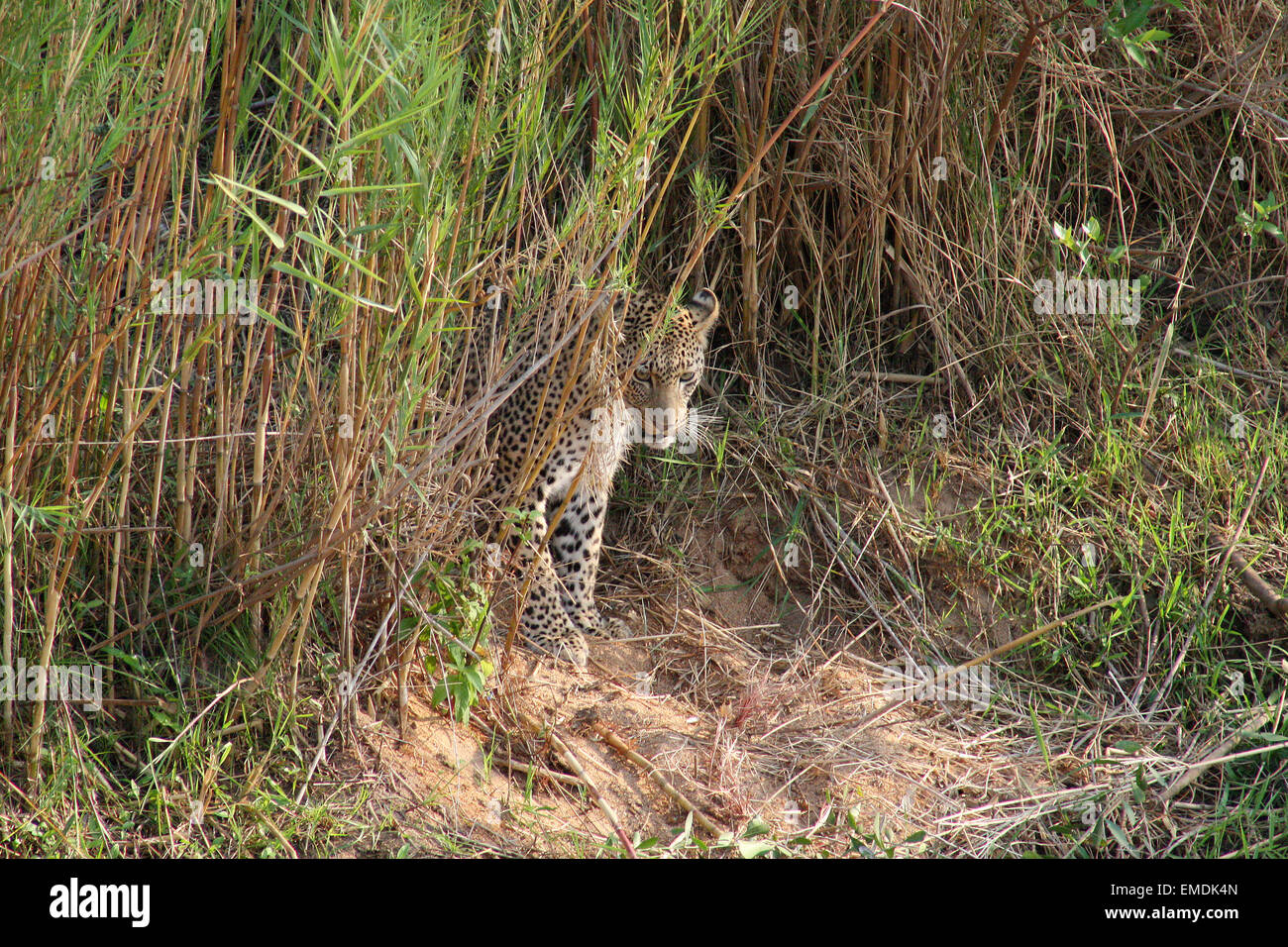 Leopard in bush Africa Stock Photo - Alamy