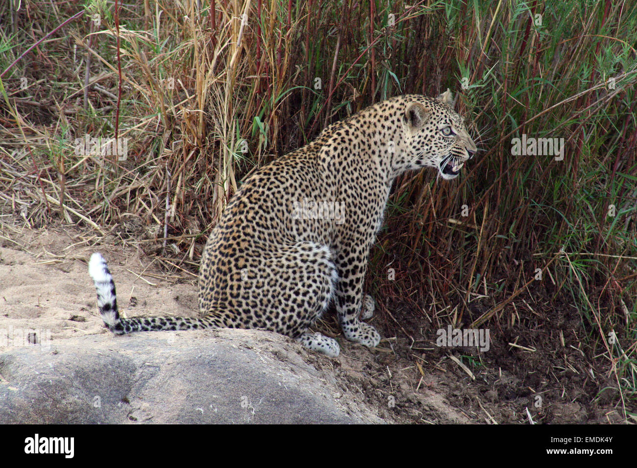 Leopard in bush Africa Stock Photo - Alamy