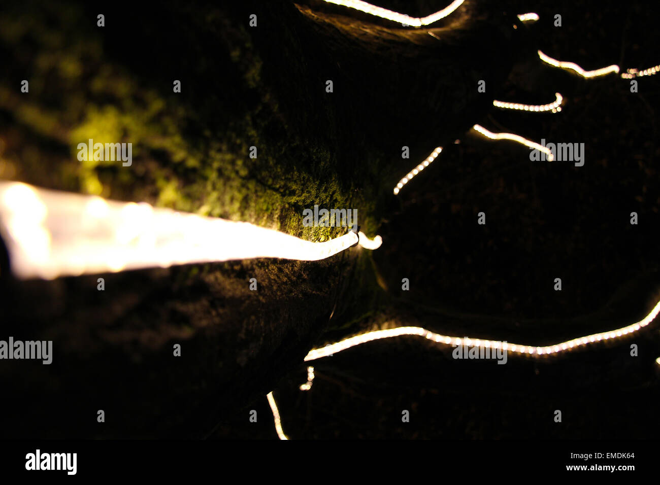 Lights running up tree Stock Photo - Alamy