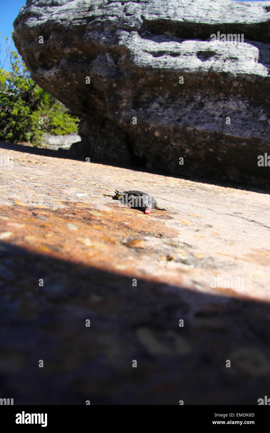 Lizard on rock drinking water Stock Photo - Alamy