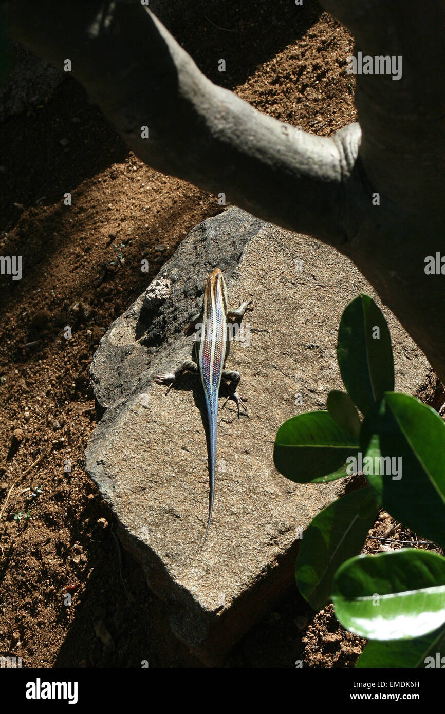 Lizard on rock Stock Photo - Alamy