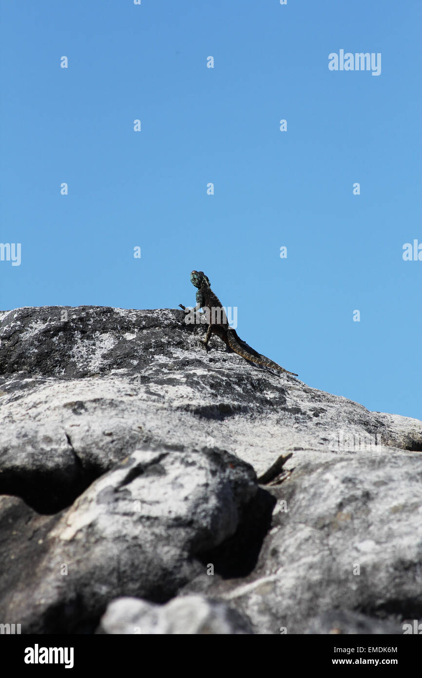 Lizard gecko on rock Stock Photo - Alamy