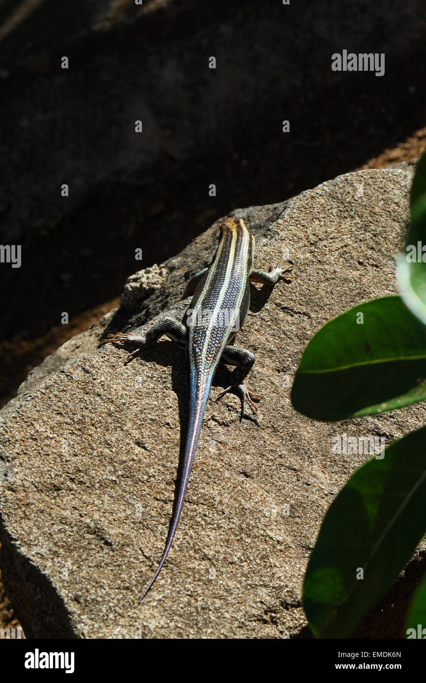 Lizard on rock Stock Photo - Alamy