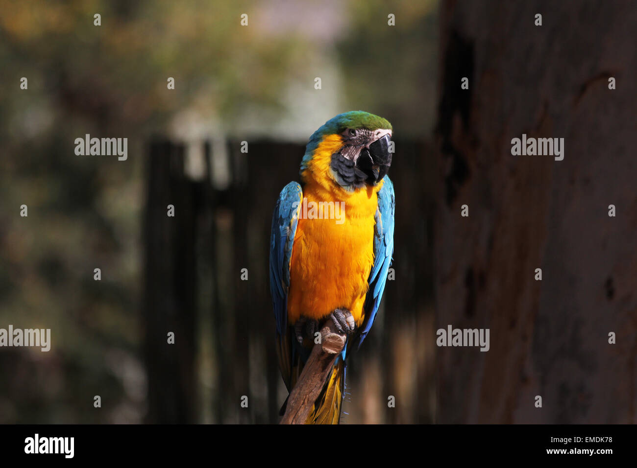 Macaw parrot Africa Stock Photo - Alamy