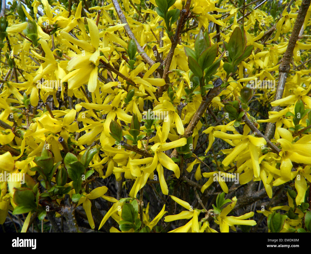 Ornamental shrubs hi-res stock photography and images - Alamy