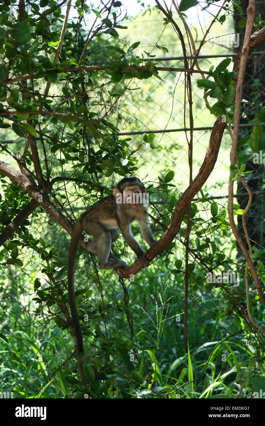 Vervet monkey in tree with fence Stock Photo - Alamy