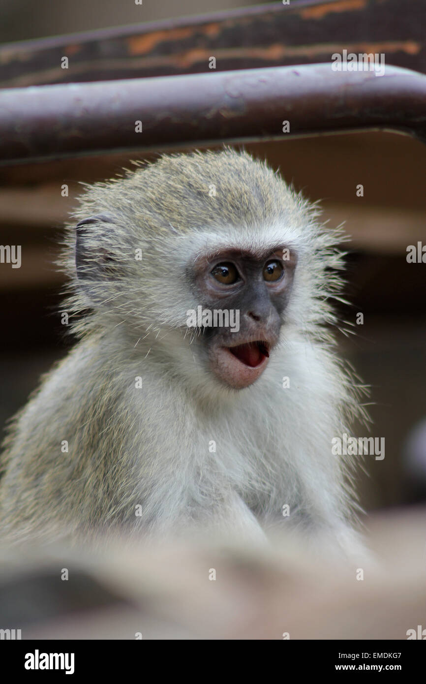 Vervet monkey with mouth open Stock Photo - Alamy