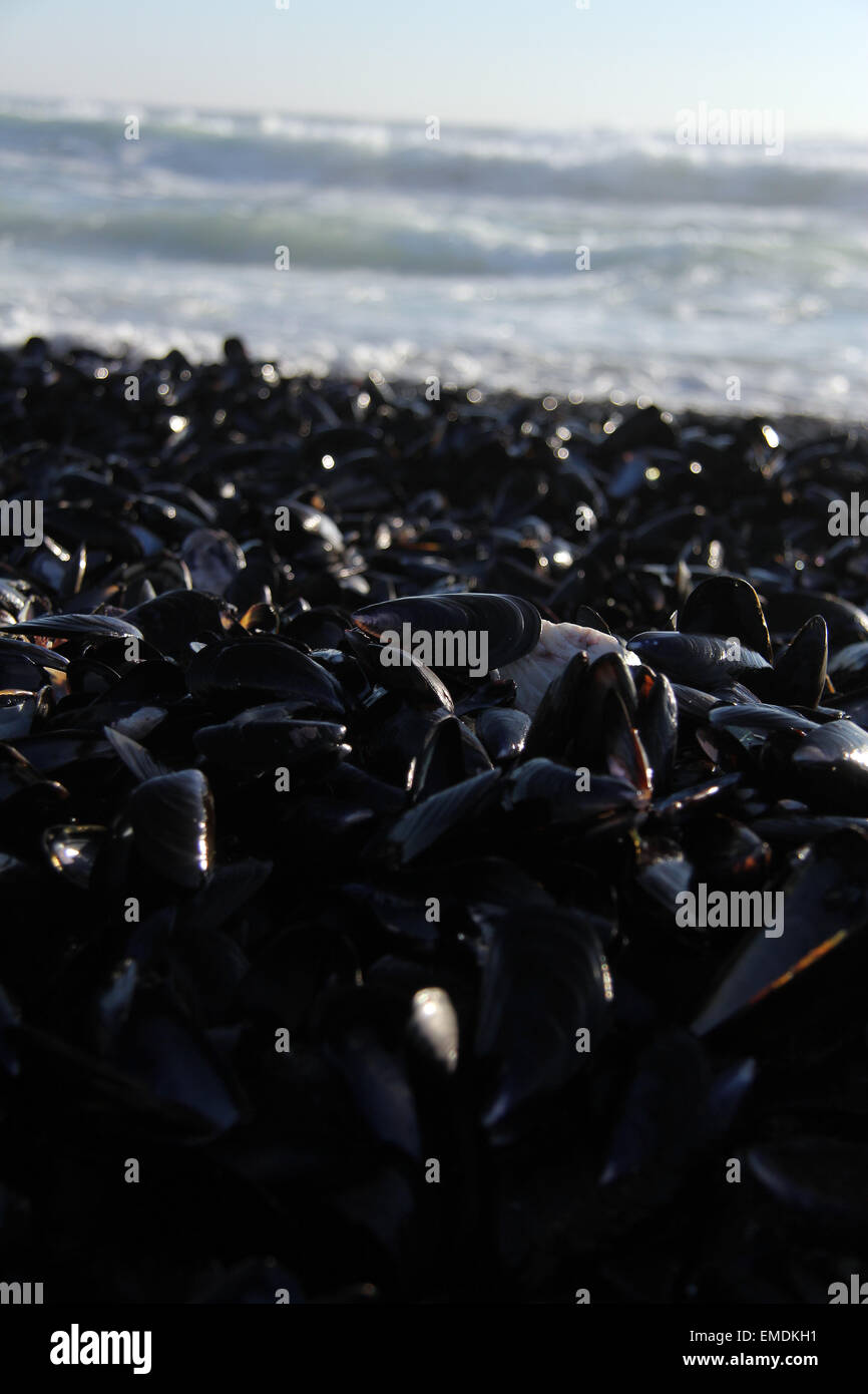 Mussel shells hi-res stock photography and images - Alamy
