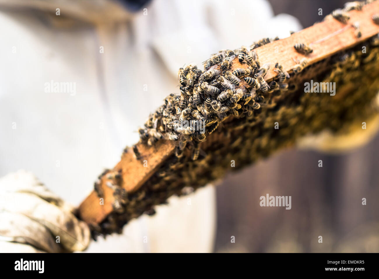 Frame honey production hi-res stock photography and images - Alamy