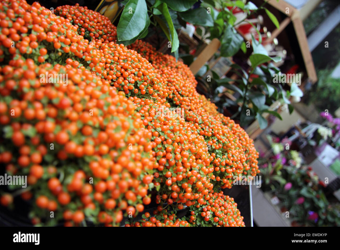 Orange Berries Garden Plant High Resolution Stock Photography and ...