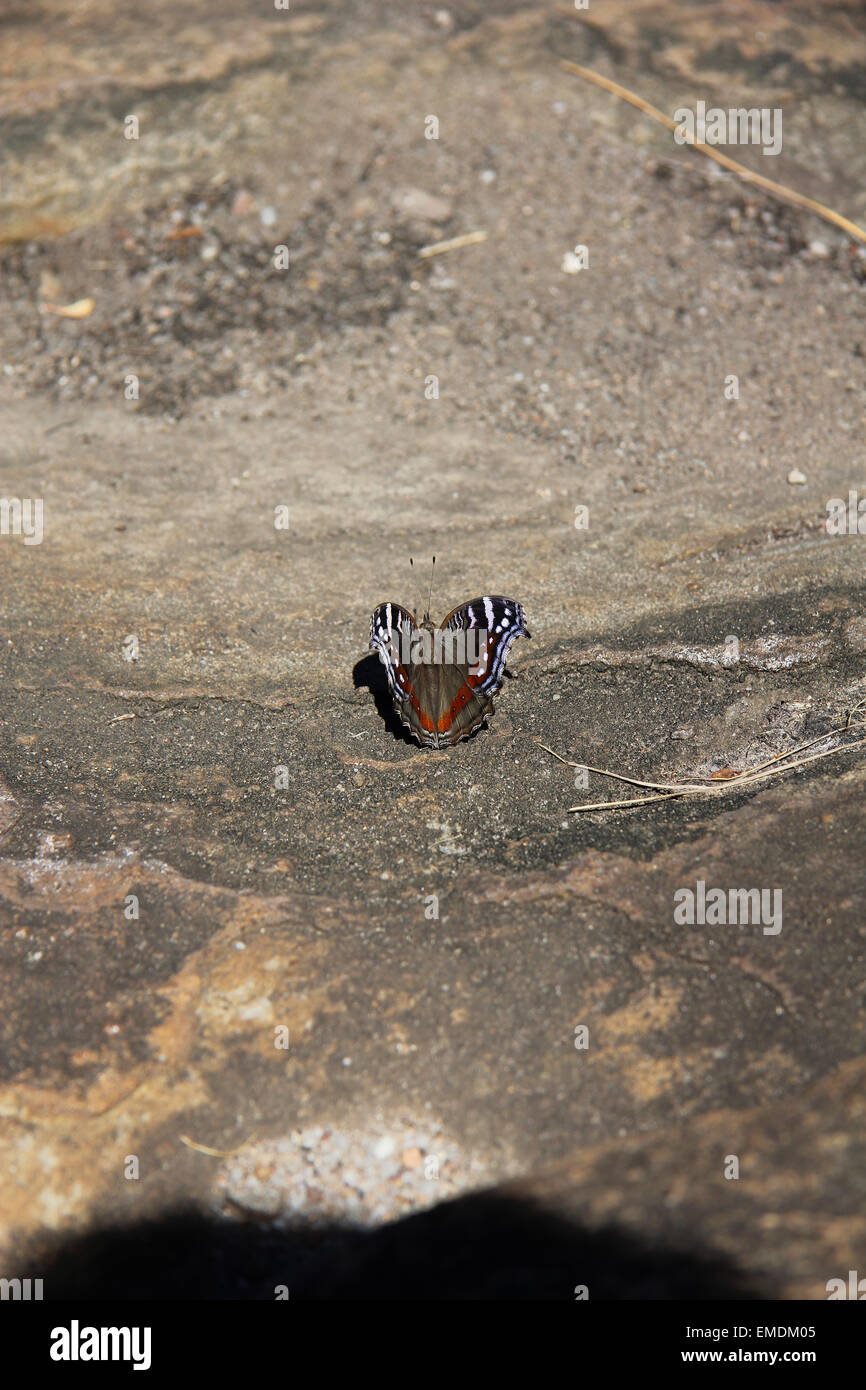 Butterfly on rock Stock Photo - Alamy