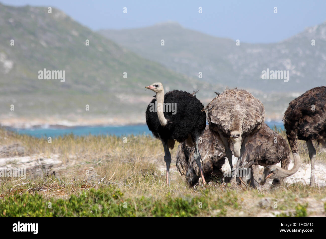 Ostrich on the beach hi-res stock photography and images - Alamy