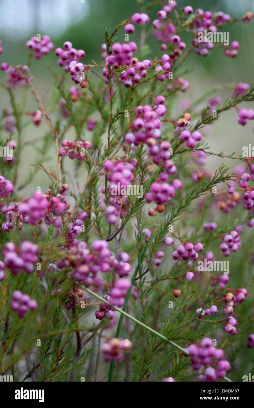 Pink berry plant hi-res stock photography and images - Alamy
