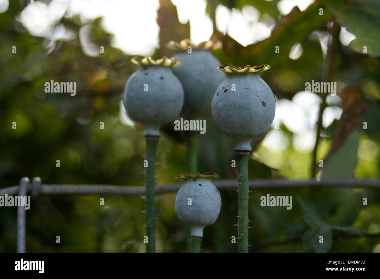 Poppy flower pod Stock Photo - Alamy