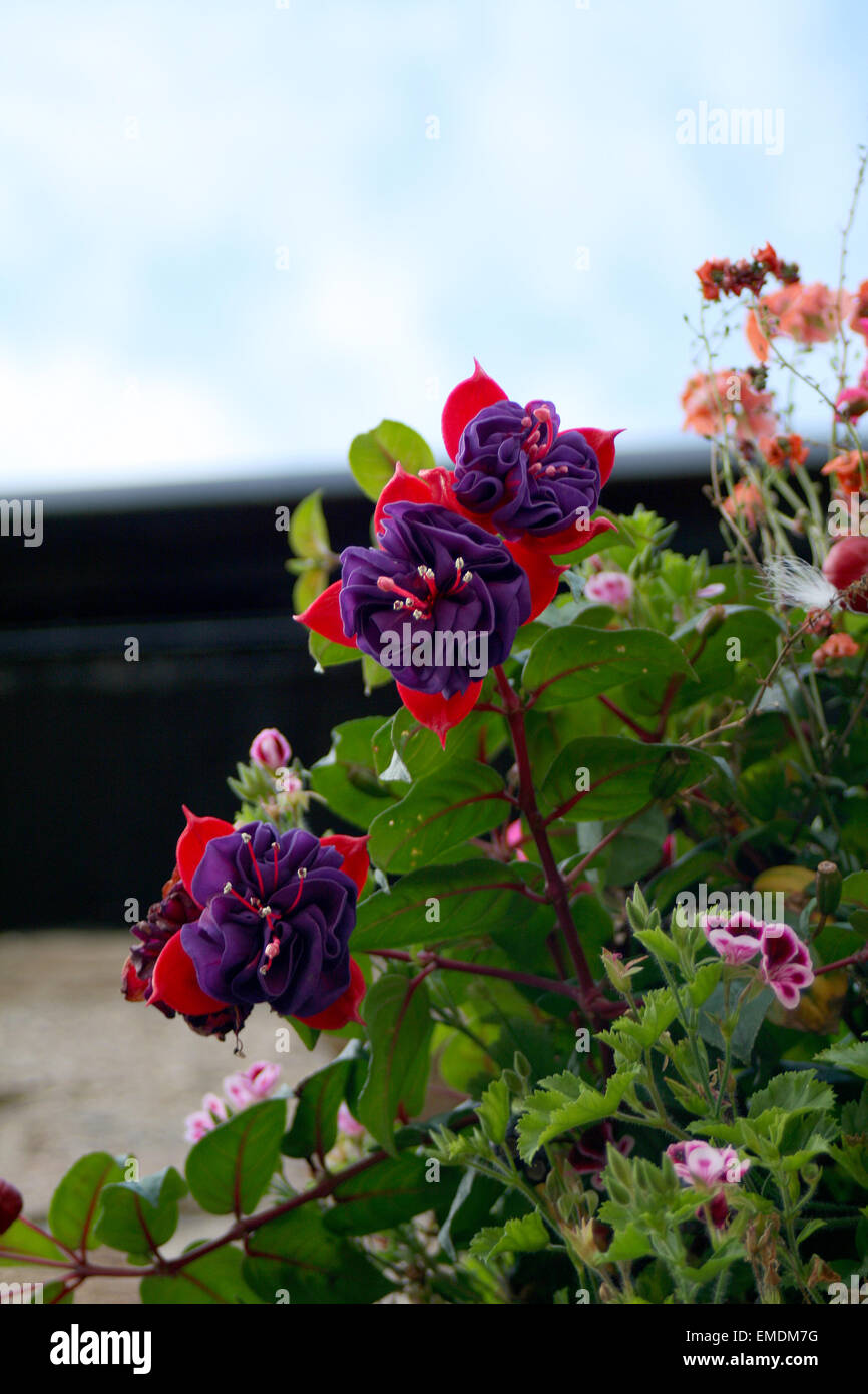 Purple and red flowers in garden Stock Photo - Alamy