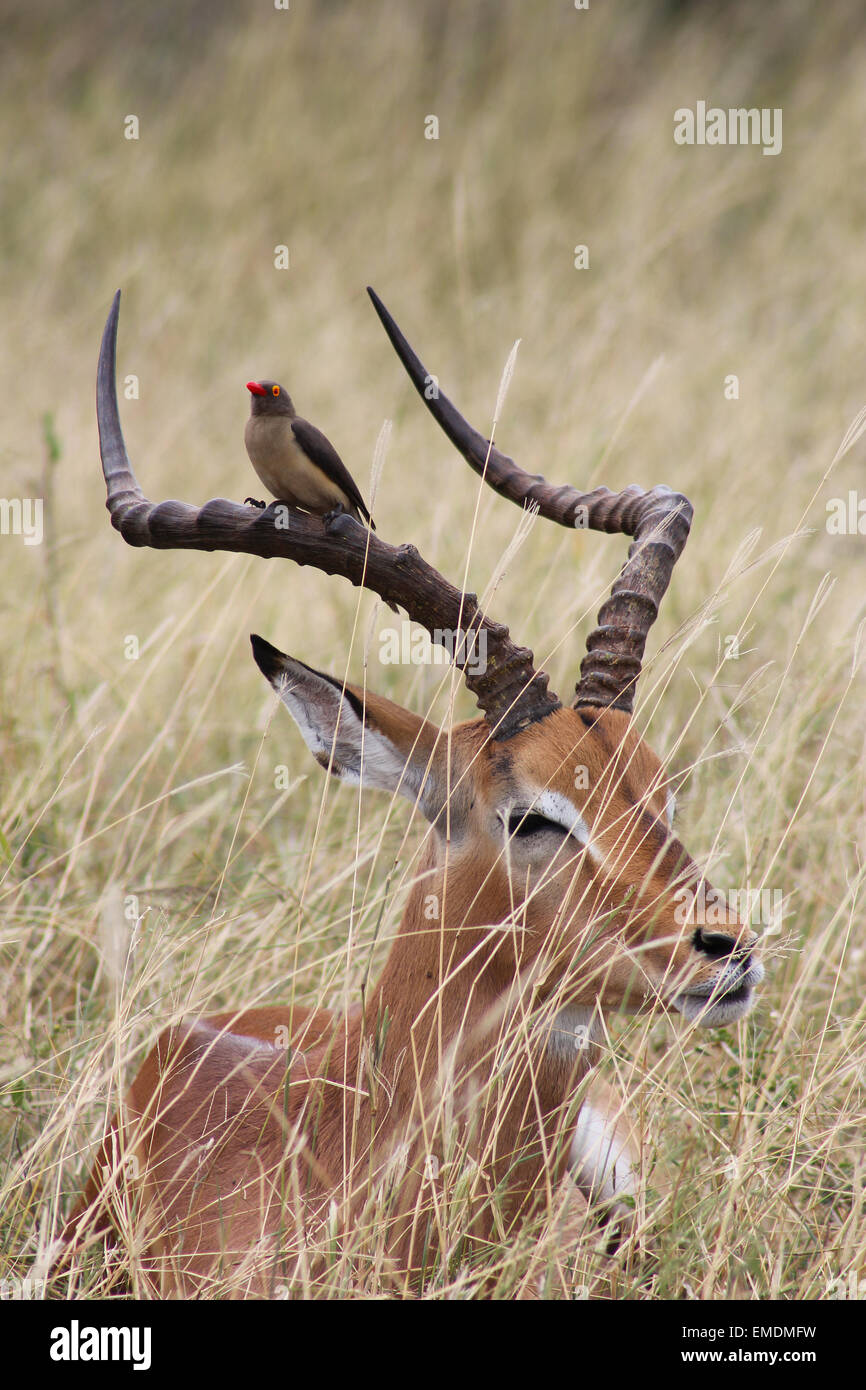 Oxpecker bird hi-res stock photography and images - Alamy