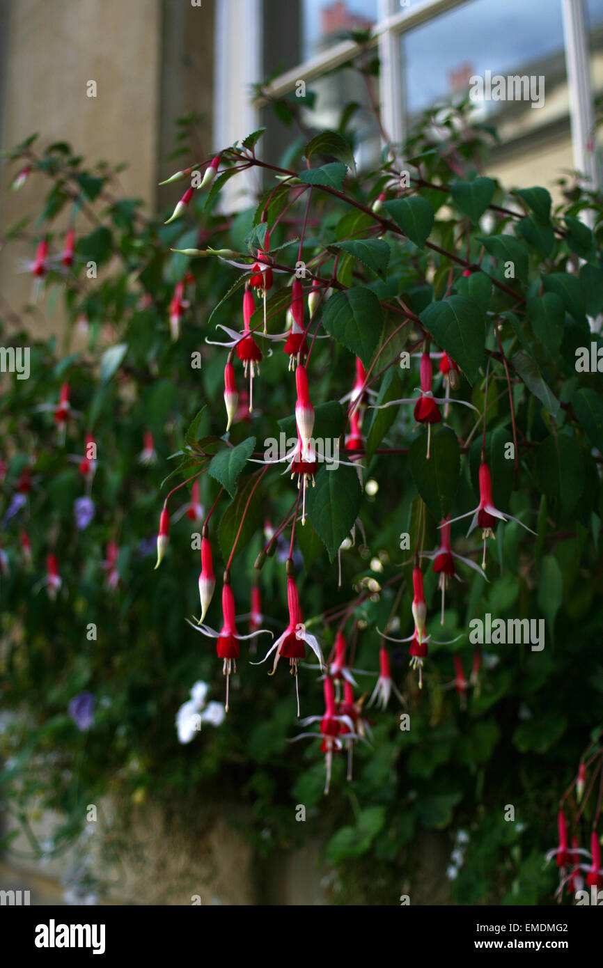 Red Fuchsia flowers Stock Photo - Alamy