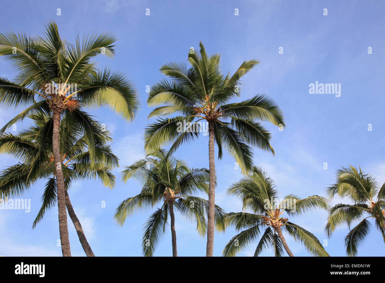 Kona hawaii palm trees hi-res stock photography and images - Alamy