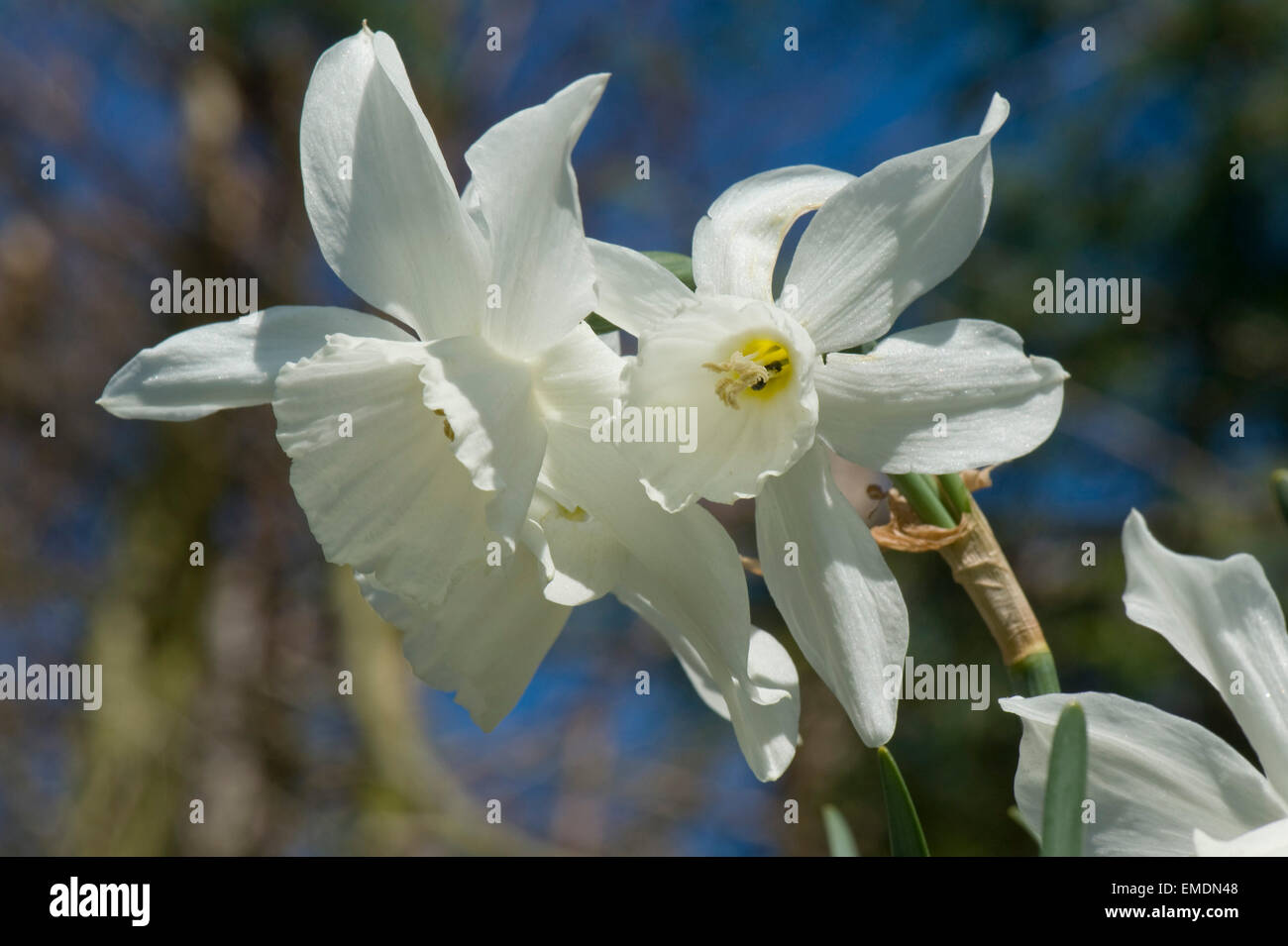 White flowers of a multi-headed Narcissus thalia on a bright spring day ...