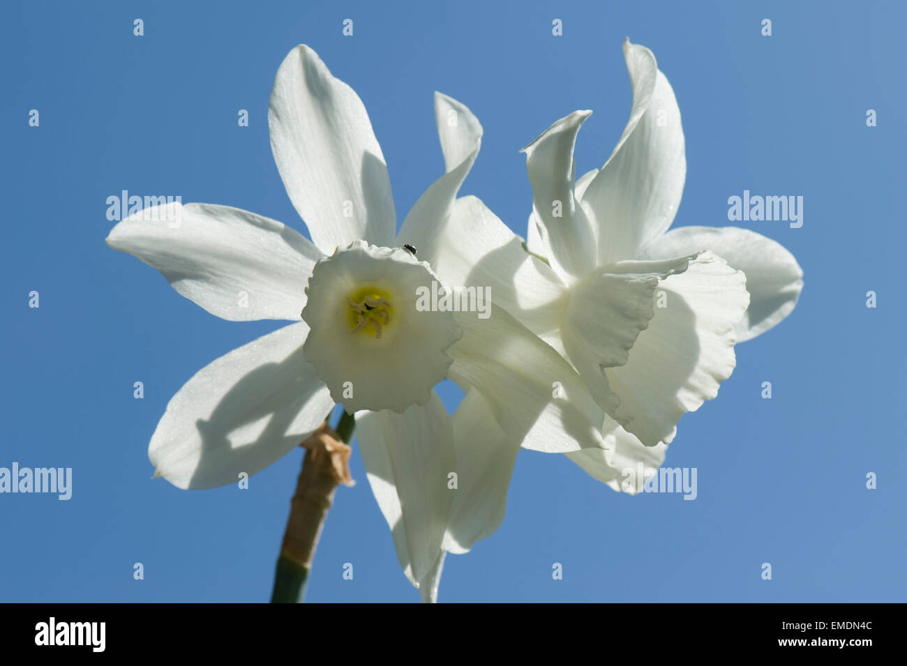 White flowers of a multi-headed Narcissus thalia on a bright spring day ...
