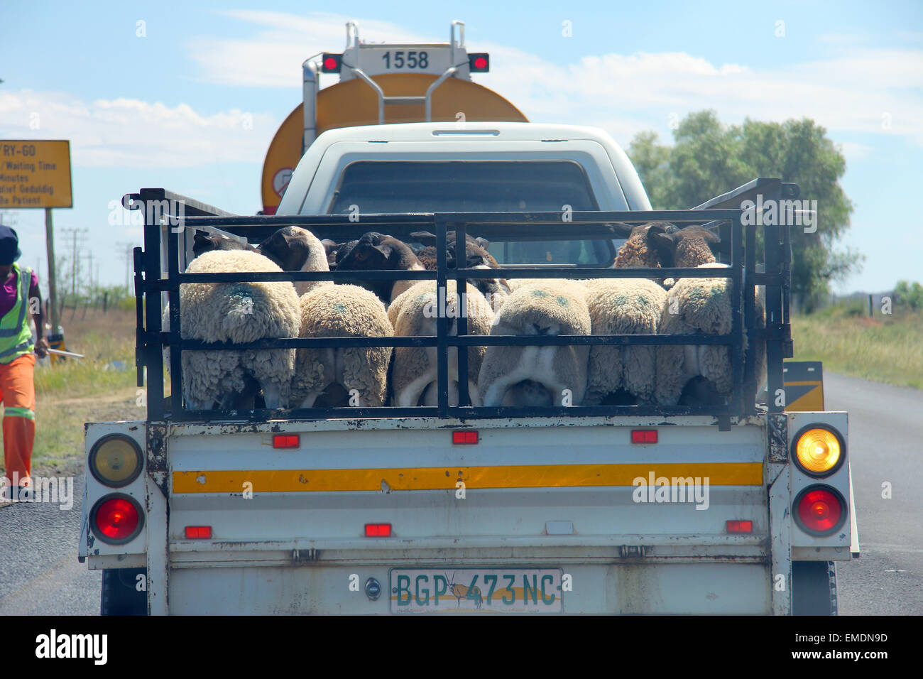 Trailer of sheep hi-res stock photography and images - Alamy