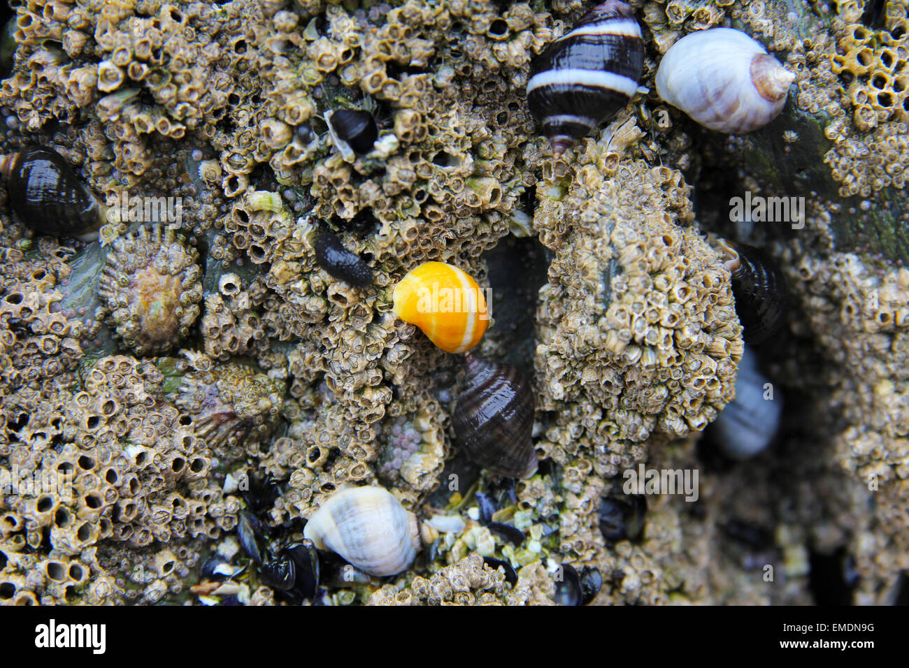 Shells on rock Stock Photo - Alamy