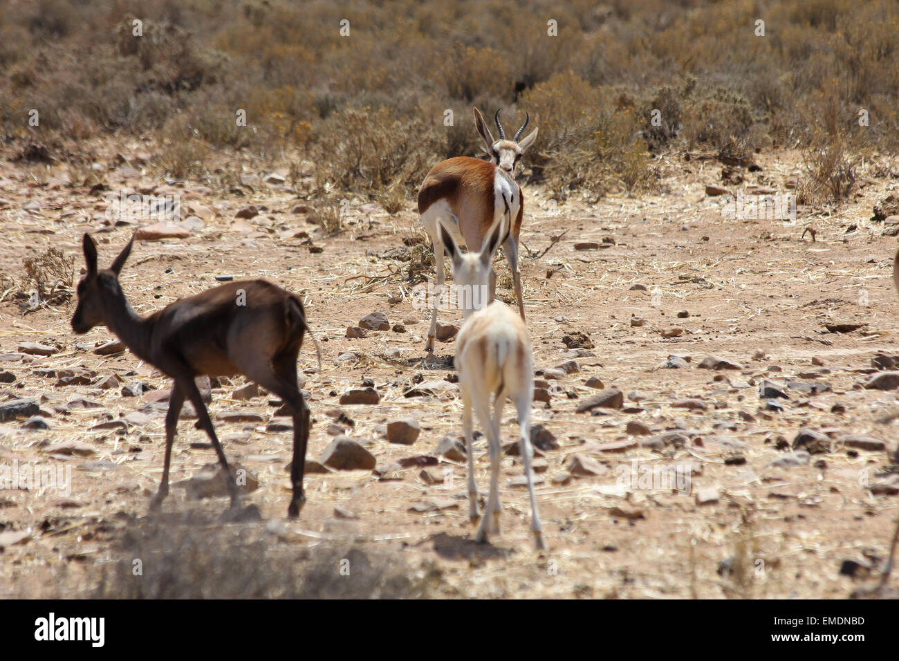 Springbok antelope in Africa Stock Photo - Alamy