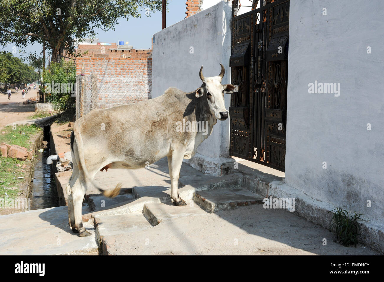 Indian animals hi-res stock photography and images - Alamy