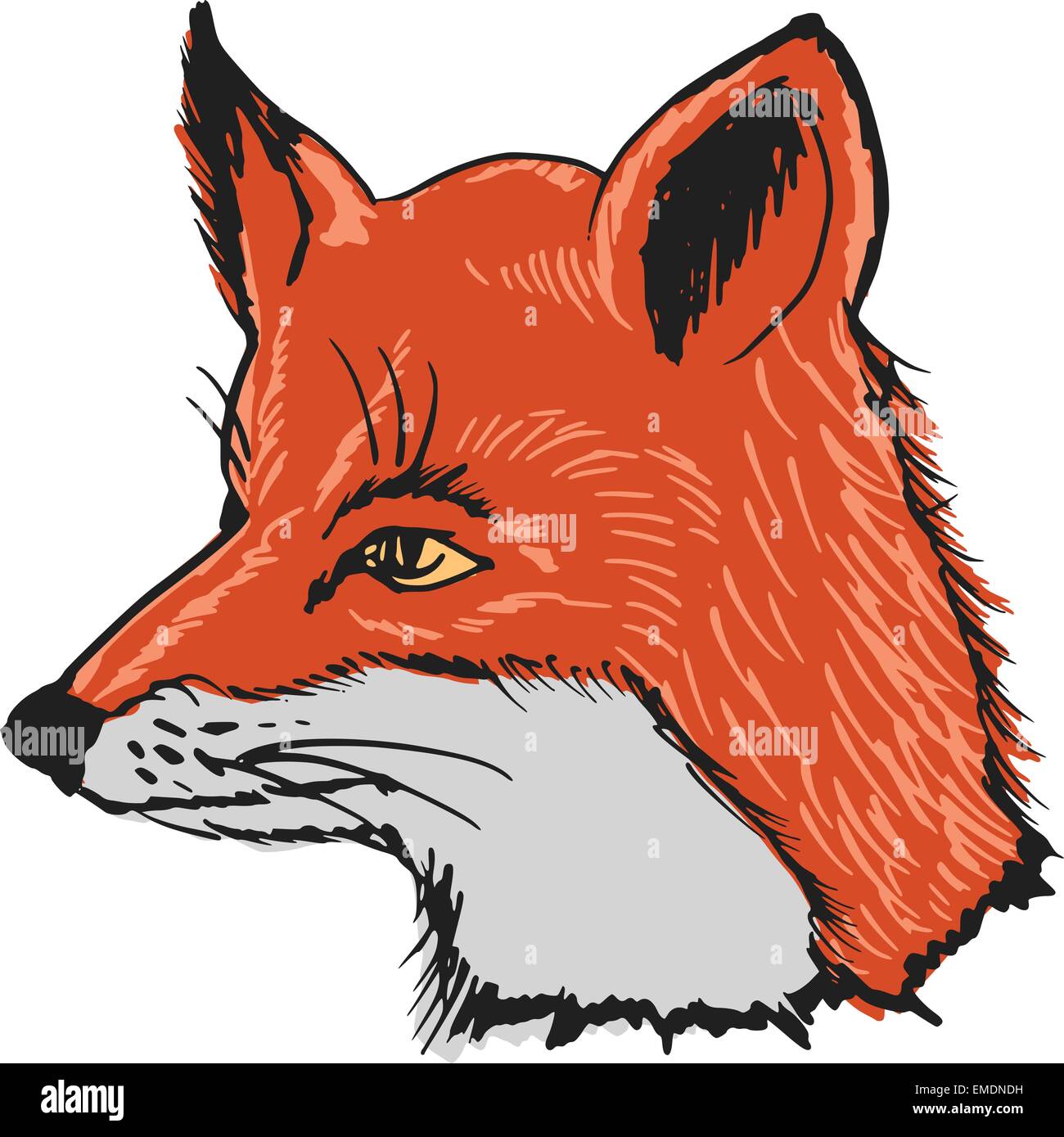 Hand drawn red fox Cut Out Stock Images & Pictures - Alamy