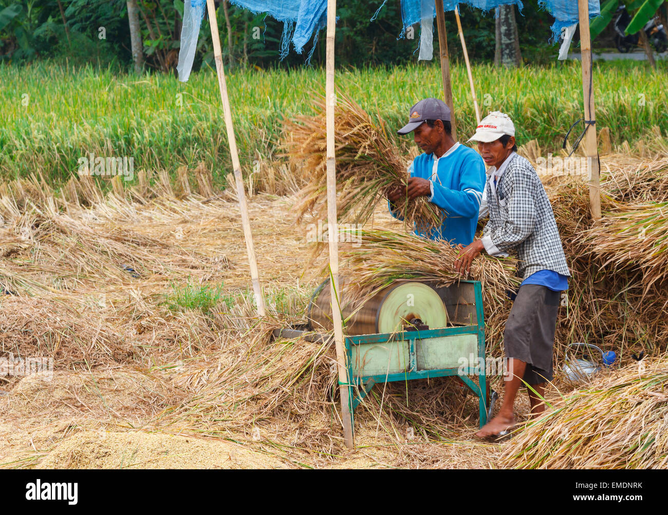 Man in rice field hi-res stock photography and images - Alamy