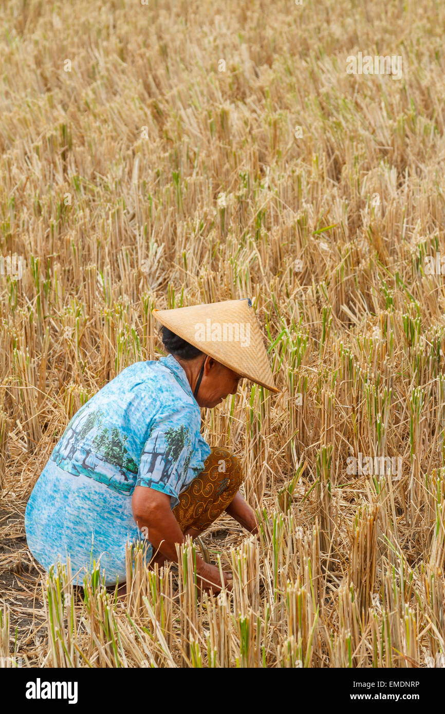 Old woman in rice field hi-res stock photography and images - Alamy
