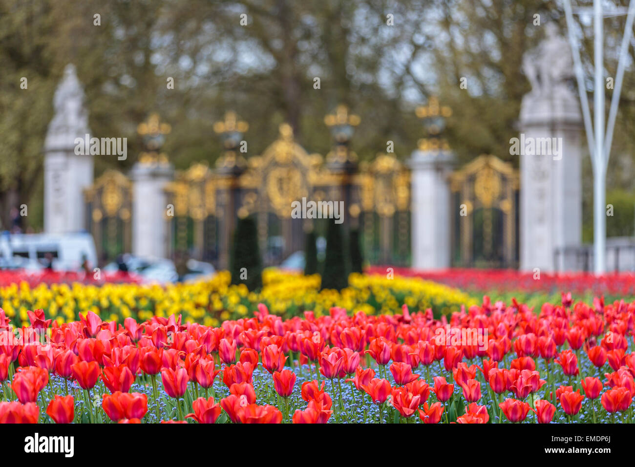 Springtime in London with the Red Tulips at Canada Gate Green Park ...