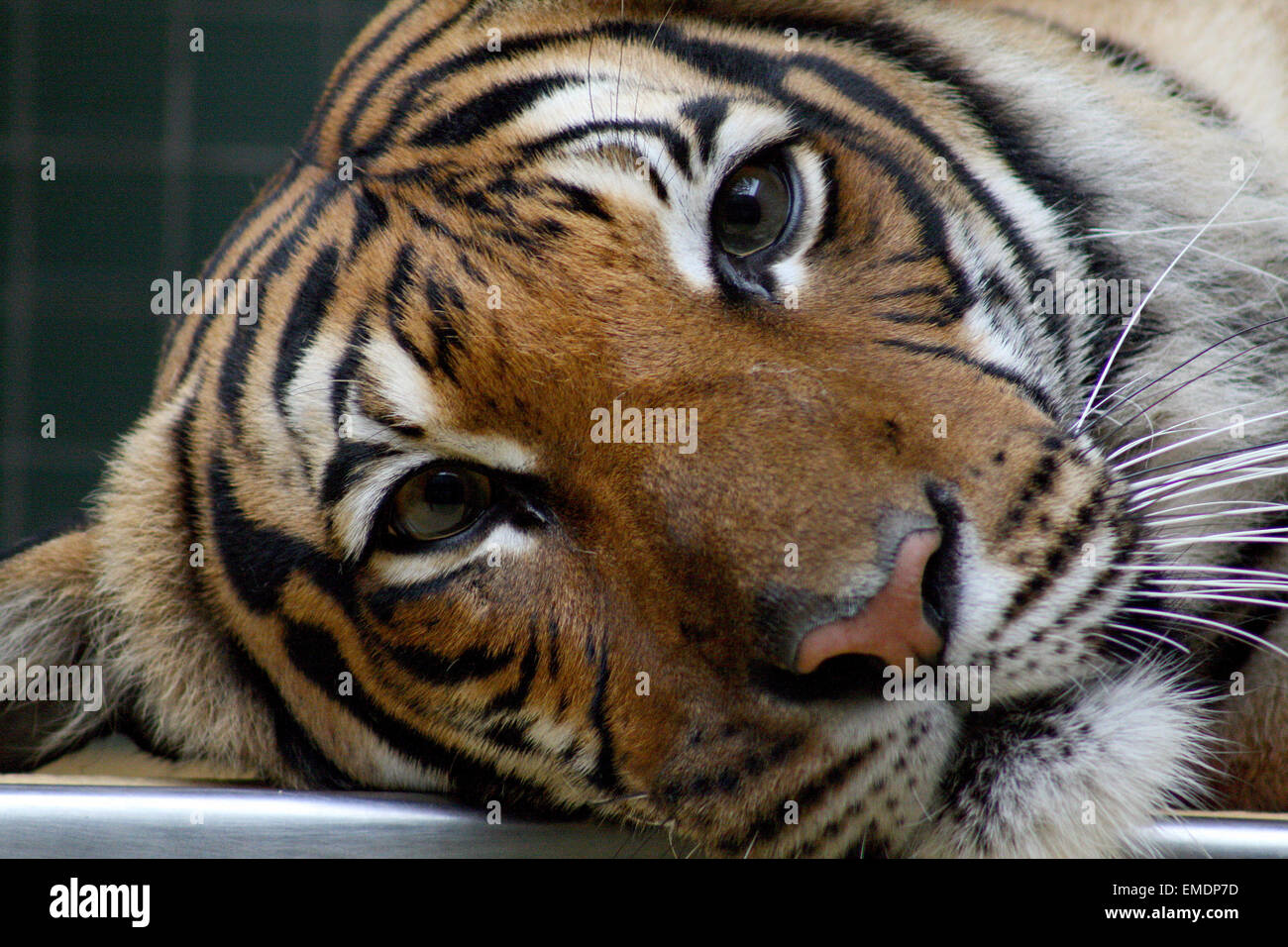 Tiger in zoo Stock Photo - Alamy