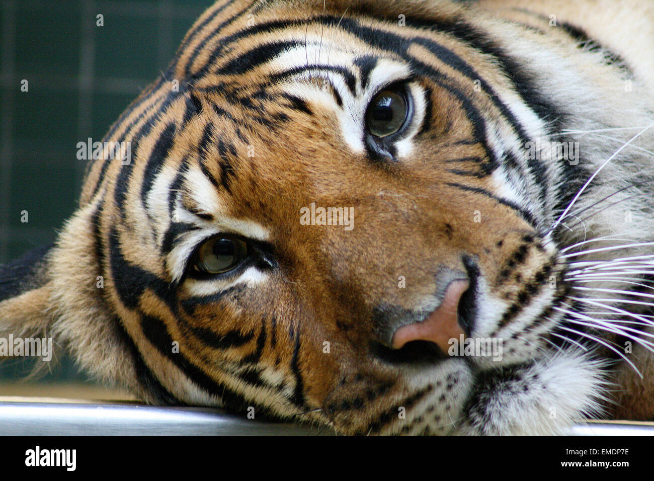 Tiger in zoo Stock Photo - Alamy