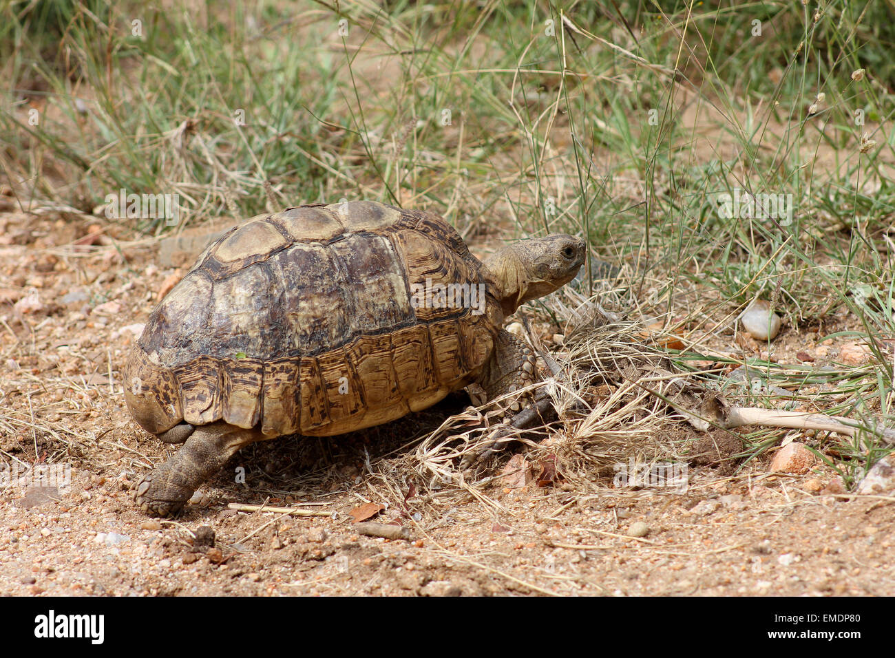 Tortoise in Africa Stock Photo - Alamy