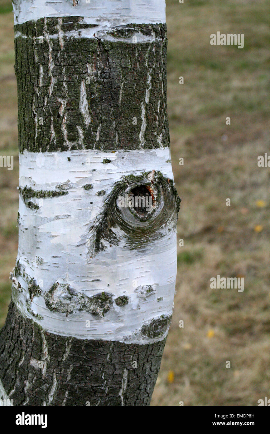 Tree bark abstract Stock Photo - Alamy