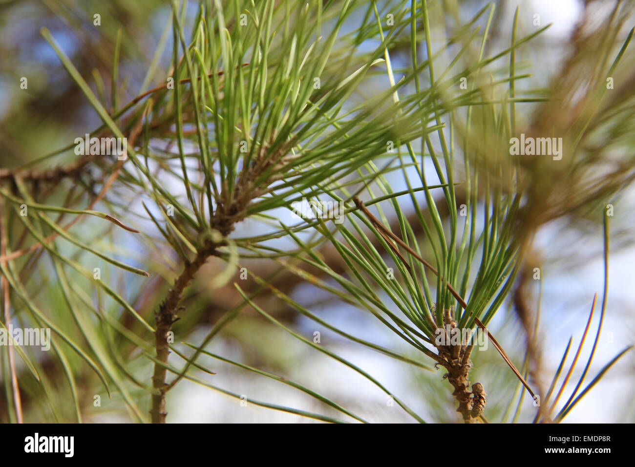 Needles and bark hi-res stock photography and images - Alamy