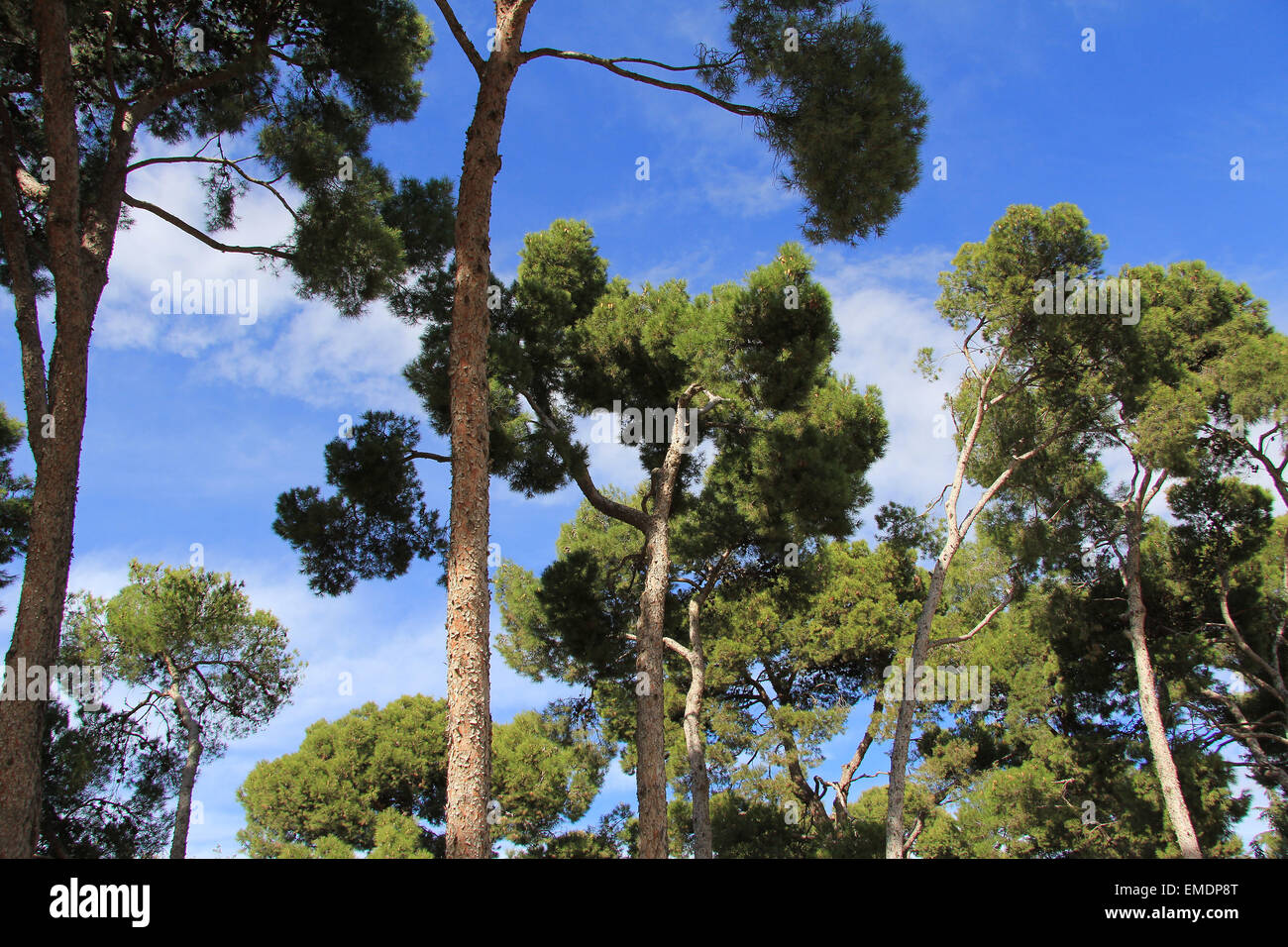 Trees and sky Stock Photo - Alamy