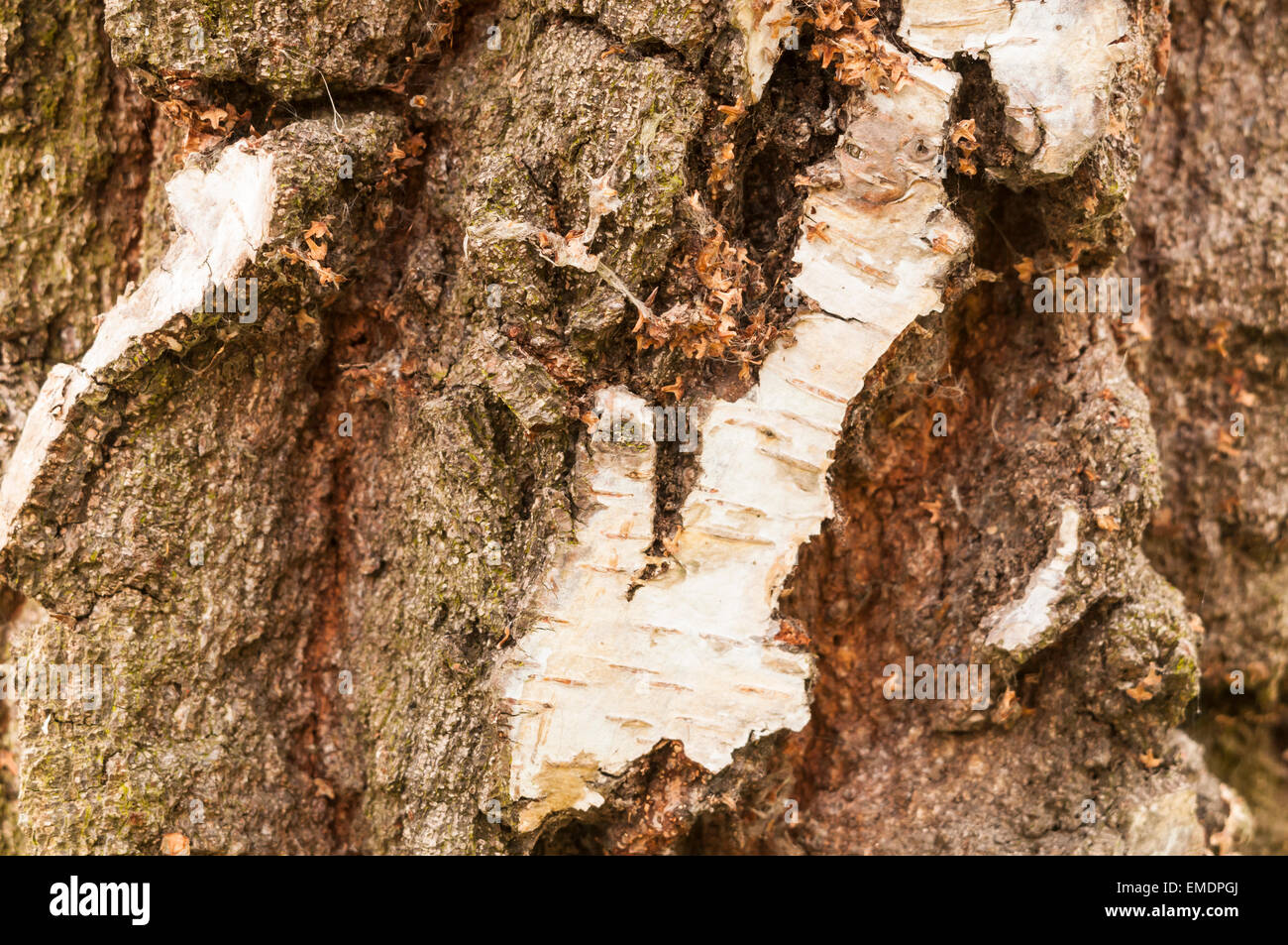 Macro shot of old Silver Birch tree bark, Betula pendula Stock Photo ...