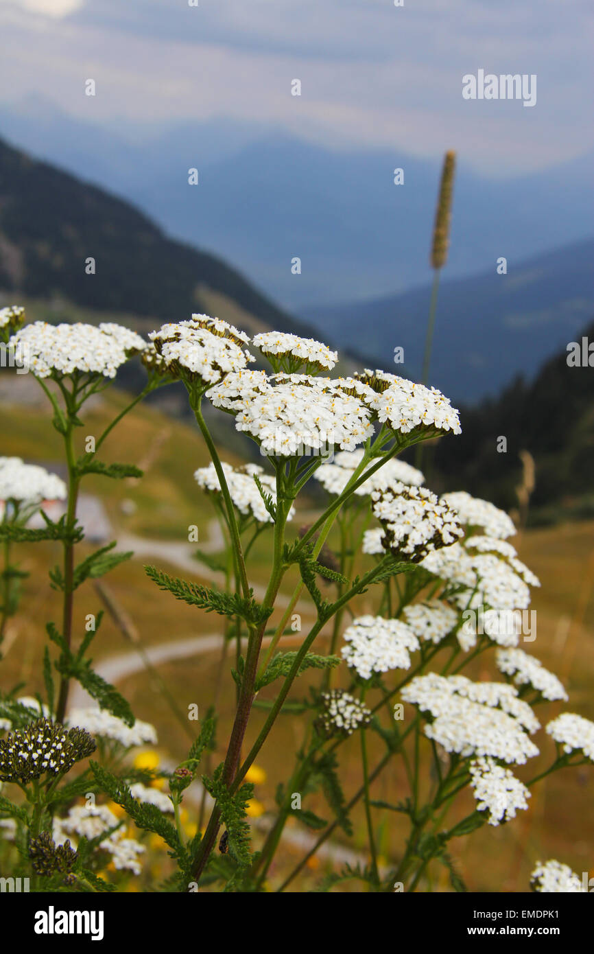White flowers alps Switzerland Stock Photo - Alamy