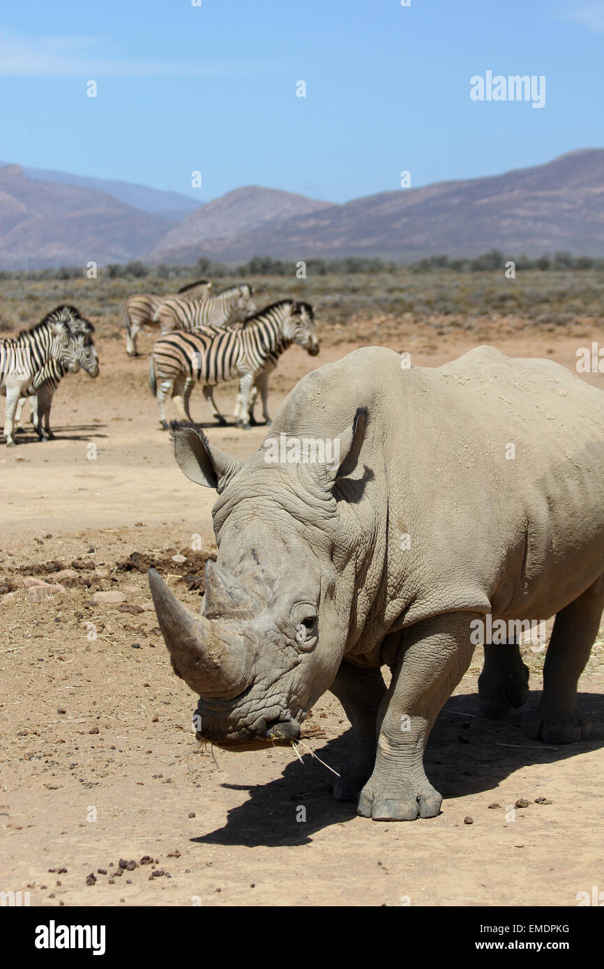 Zebra and rhino hi-res stock photography and images - Alamy