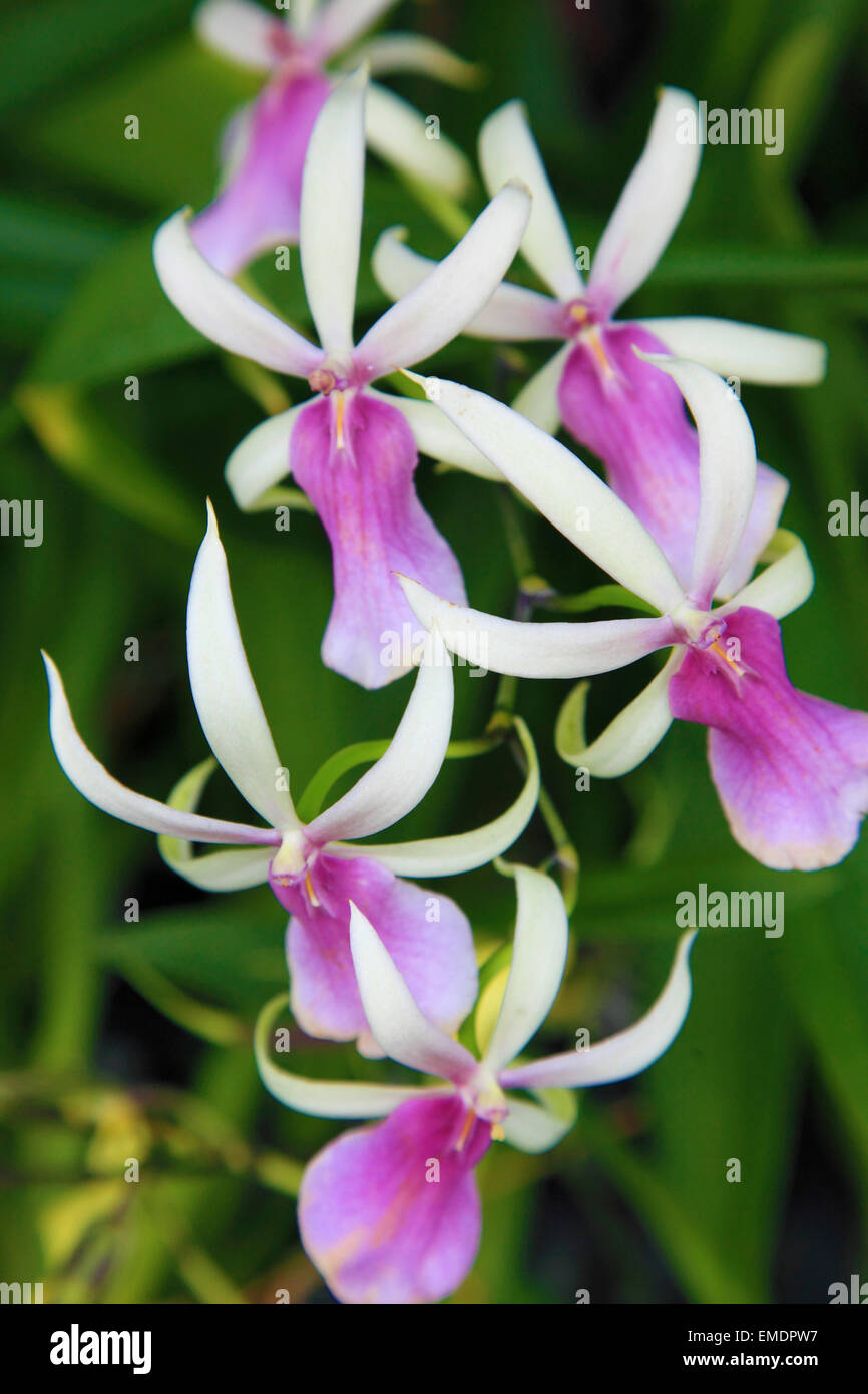 Oceania flowers hi-res stock photography and images - Alamy